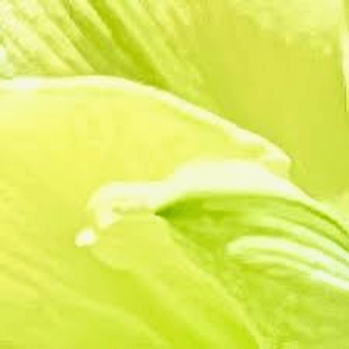 sjowgren - bloom | Indie Shuffle